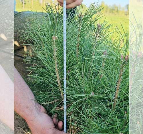 Сосна Обыкновенная окс Pinus sylvestris