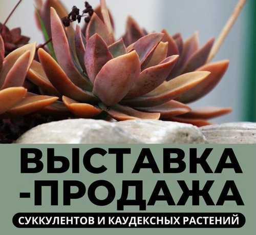 Выставка-продажа суккулентов и каудексных растений