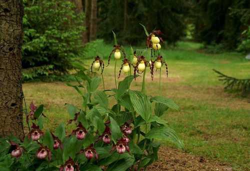 Циприпеиумы(Cypripedium) -зимующая орхидея для сад
