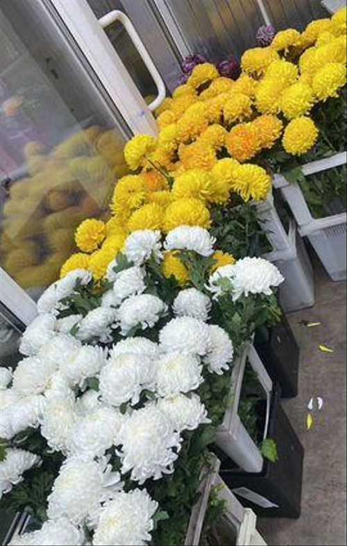 Крымские хризантемы букет хризантем 21 хризантема