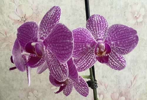 Орхидея в горшке цветущая
