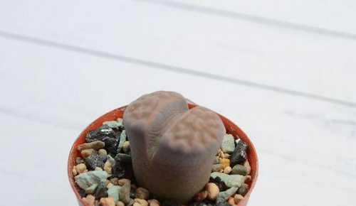 Lithops sp. (Литопс) (SCT29129)