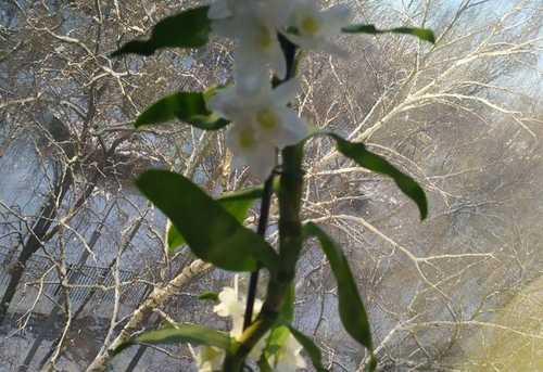 Орхидея дендробиум 4 отростка. Цветущая