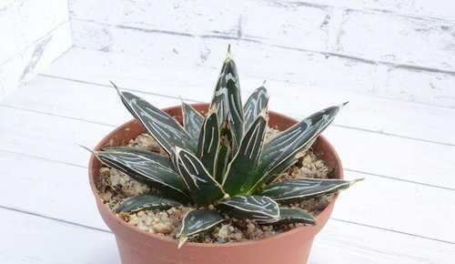 Agave Victoriae-Reginae (Агава) (SCT28841)