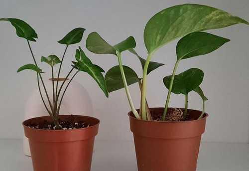  комнатных растений (ароидные) | Festima.Ru - Мониторинг объявлений