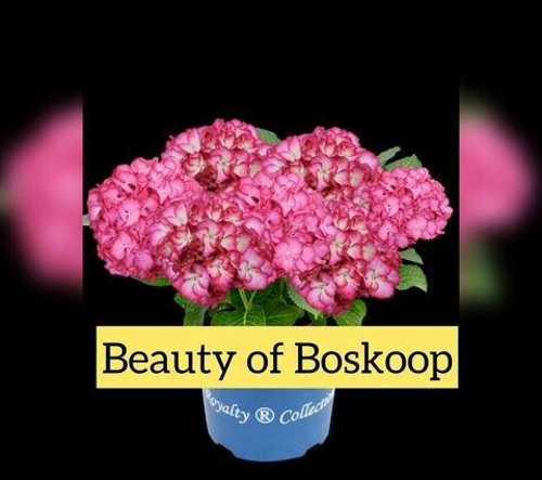 Гортензия Бьюти оф Боскоп Beauty of Boskoop C1,8