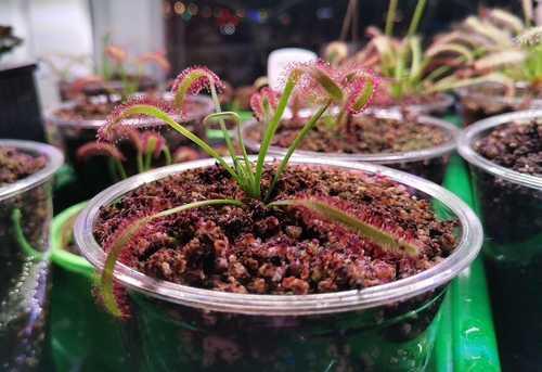 Росянка капская красная (Drosera capensis red)