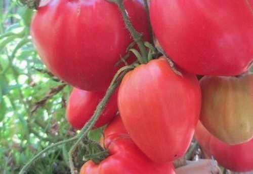 Семена урожайных коллекционных томатов