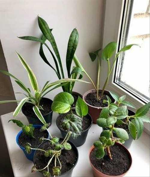 Растения для дома 8 шт (привезу)