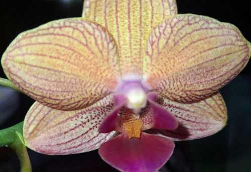 Орхидея фаленопсис миди мультифлора