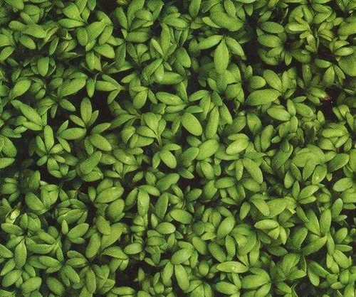 Семена микрозелени Кресс-салат Весенний