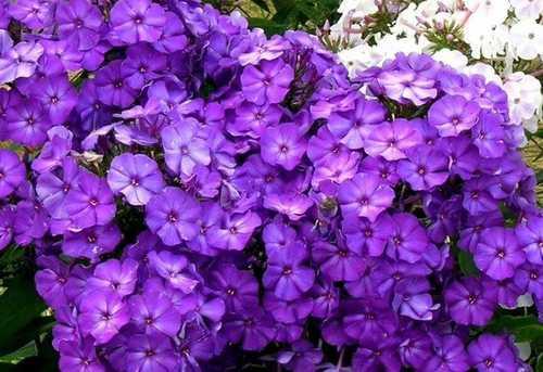 Флоксы 6 прекрасных цветов для Вашего сада