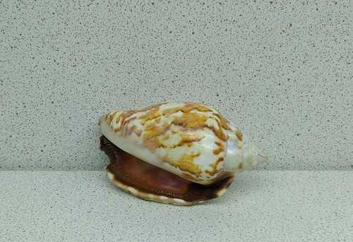 Стромбус Пипус 6,5 морская ракушка раковина