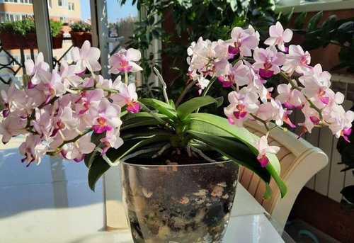 Орхидея phal. Luis Berry