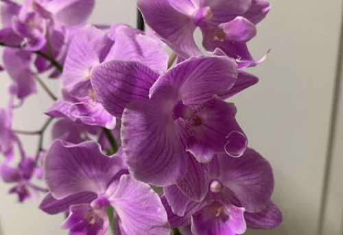 Орхидея фаленопсис азия