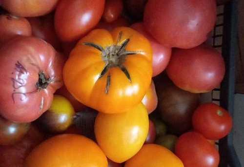 Минусинский томаты семена