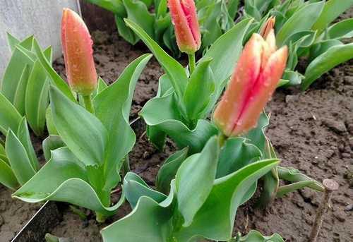 Тюльпаны луковица с цветом. Супер ранний сорт