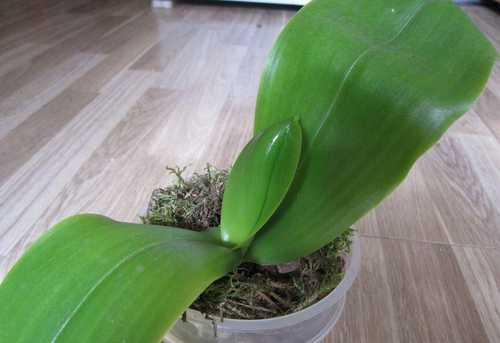 Орхидея фаленопсис детка Лиодоро