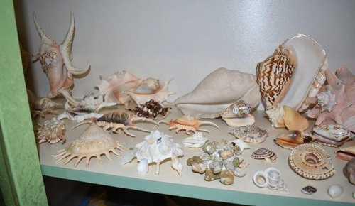Коллекция морских раковин