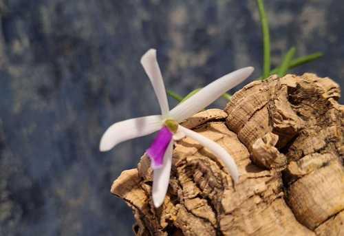 Орхидея Leptotes bicolor