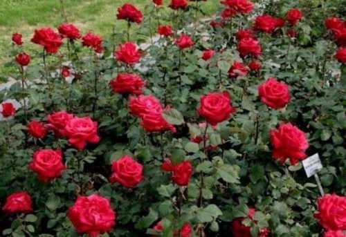 Чайногибридные саженцы роз
