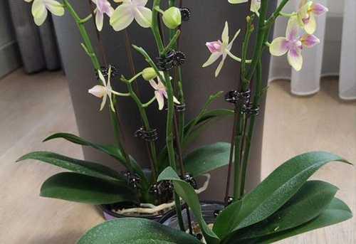 Азиатские орхидеи мультифлоры