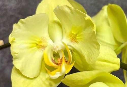 Орхидея Phal. FM329