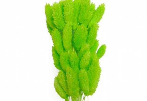 Фалярис Ярко-Зеленый сухоцвет оптом (1 штука)