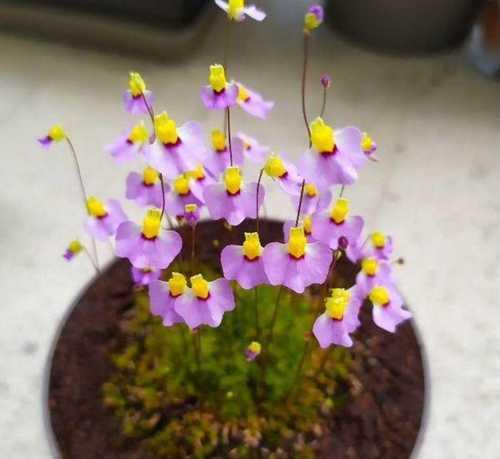 Пузырчатка utricularia хищное растение