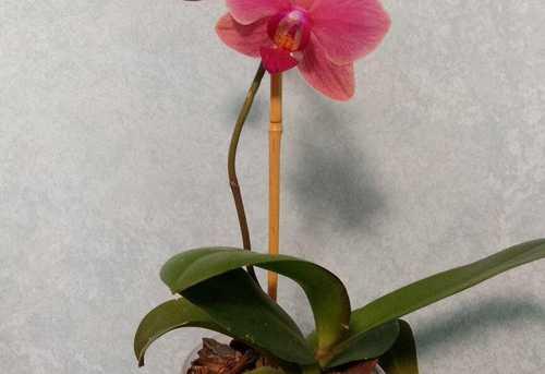 Коралловая орхидея фаленопсис