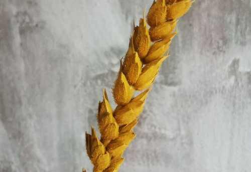 Ячмень пшеница сухоцвет цветы декор