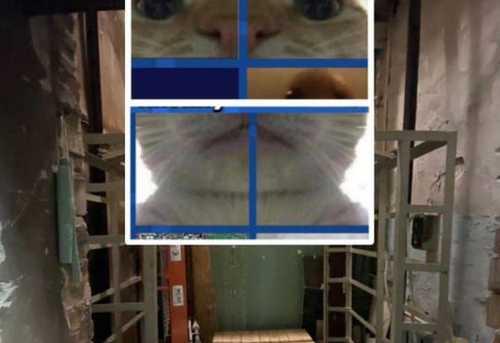 Амогус зелёный