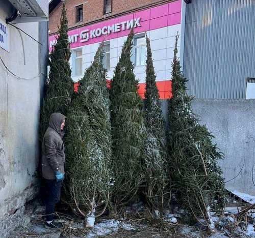 Живая новогодняя ель с доставкой