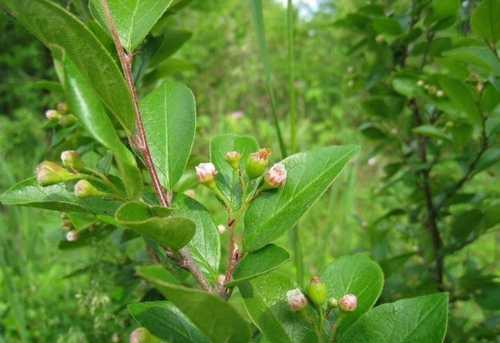 Кизильник блестящий Люцидус