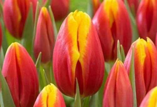 Тюльпаны двухцветные