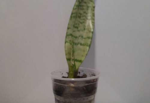 Комнатное растение сансевиерия (тещин язык)