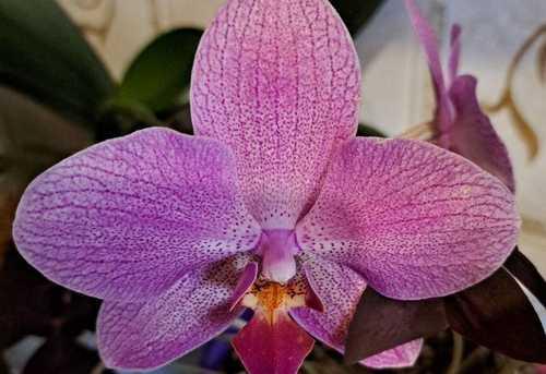 Орхидея фаленопсис Antura Pussan