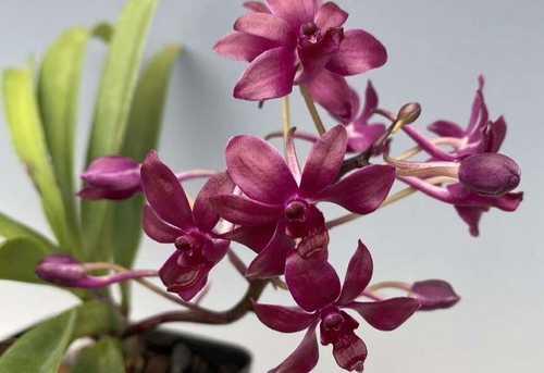 Орхидея - Мини Ванда
