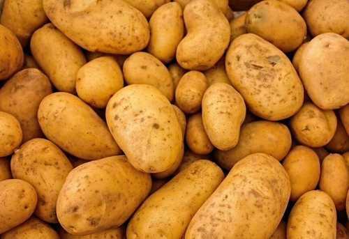 Продаю отборный картофель собственного урожая