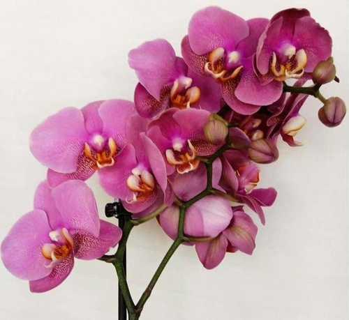 Орхидея фаленопсис Ханни