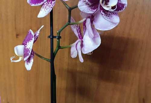 Орхидея фаленопсис Барселона
