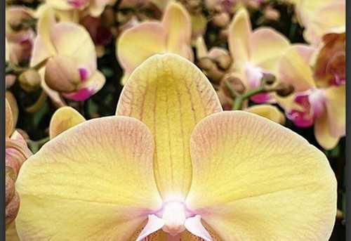Орхидея фаленопсис Amber Princess "142"