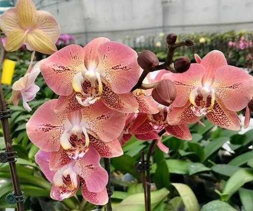 Орхидея Фаленопсис Leco Fantastic