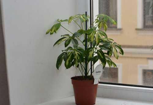 Растение Шеффлера Герда D-12
