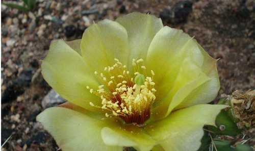 Кактус уличный морозостойкий (Opuntia fragilis)