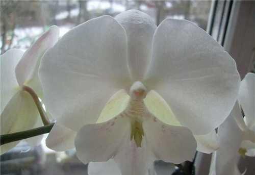 Орхидеи Биг Липы