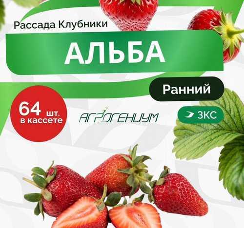 Сорт Альба - Клубника посадочный материал зкс ранняя - высокая (Арт. alba-ZKS-16)