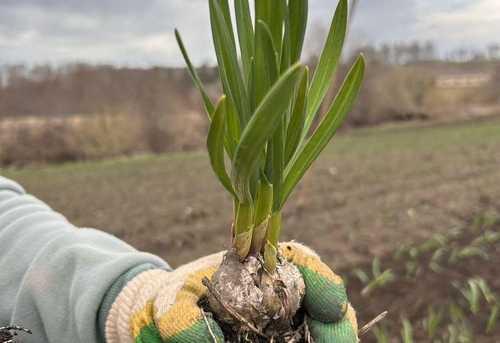 Рассада чеснока озимого