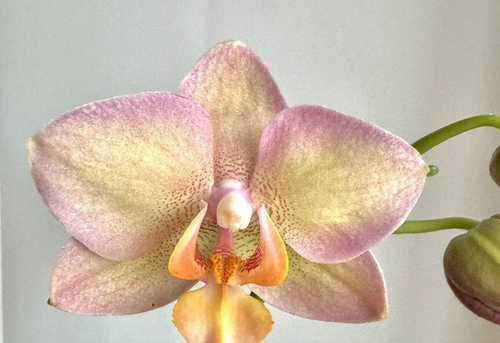 Орхидея фаленопсис Смоки пинк(Легато)
