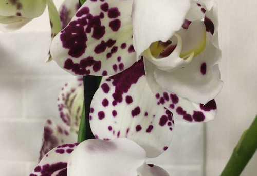 Орхидея фаленопсис пелорик Tango